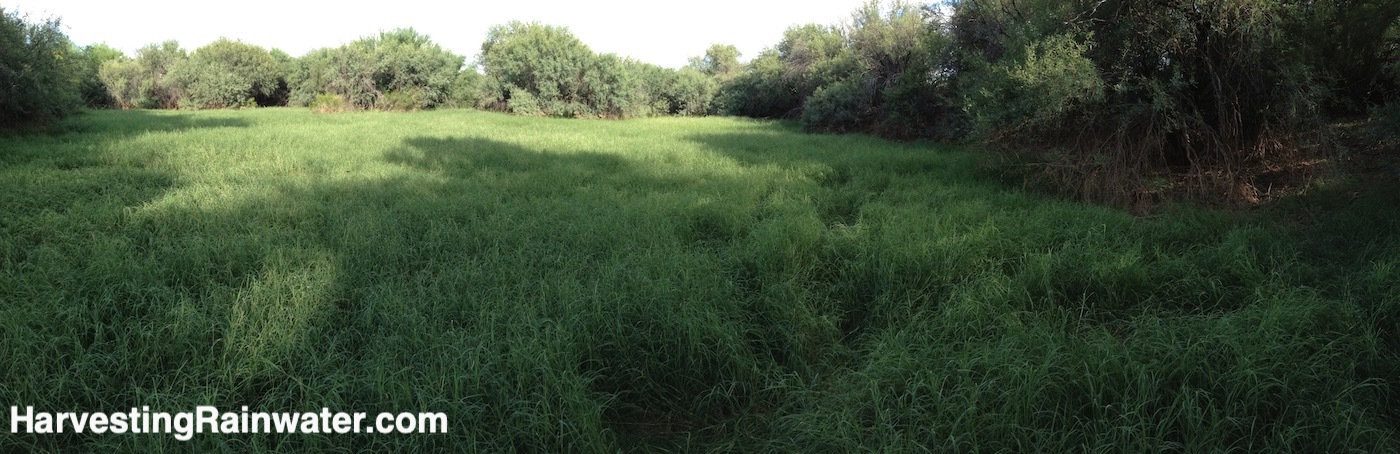 Avra Valley Swales – Rainwater Harvesting for Drylands and Beyond by ...