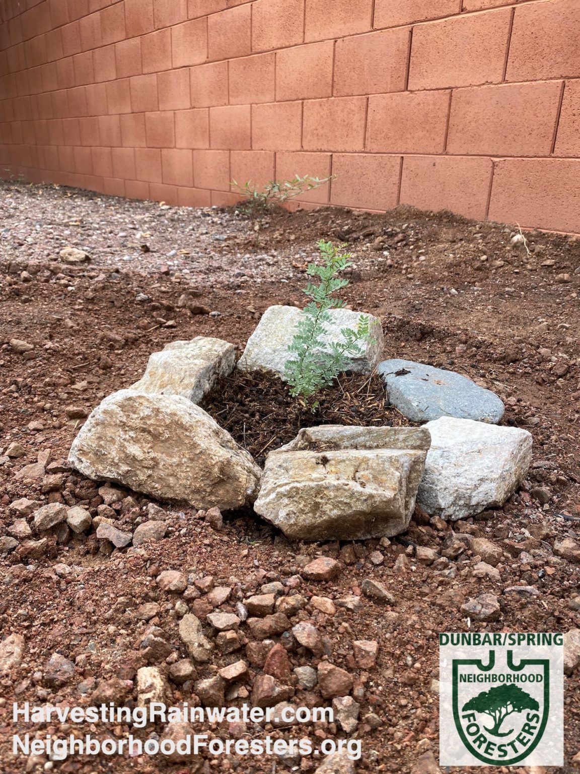 Guerrilla planting of rain and native food forests – vibrant acts of ...