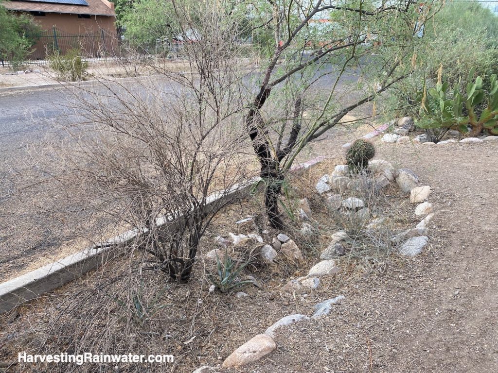 Drought-deciduous plants before and after the rain - Rainwater ...