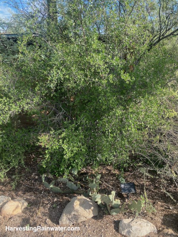 Drought-deciduous plants before and after the rain - Rainwater ...