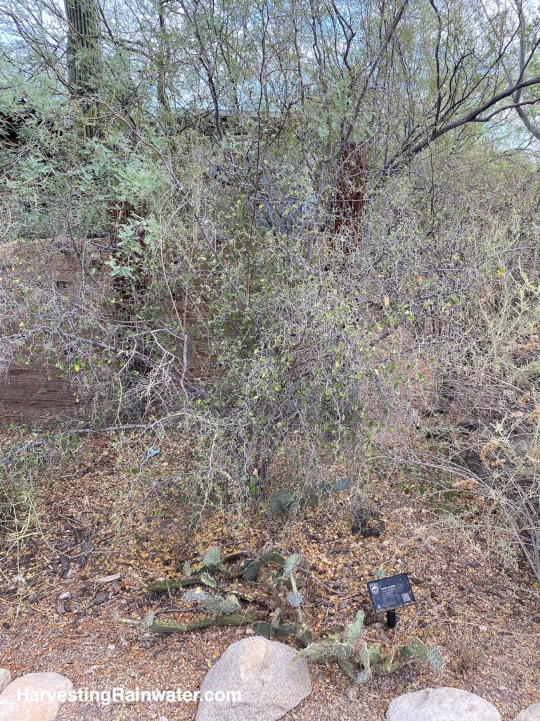 Drought-deciduous plants before and after the rain - Rainwater ...