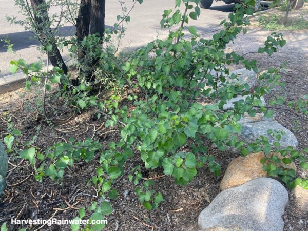 Drought-deciduous plants before and after the rain - Rainwater ...