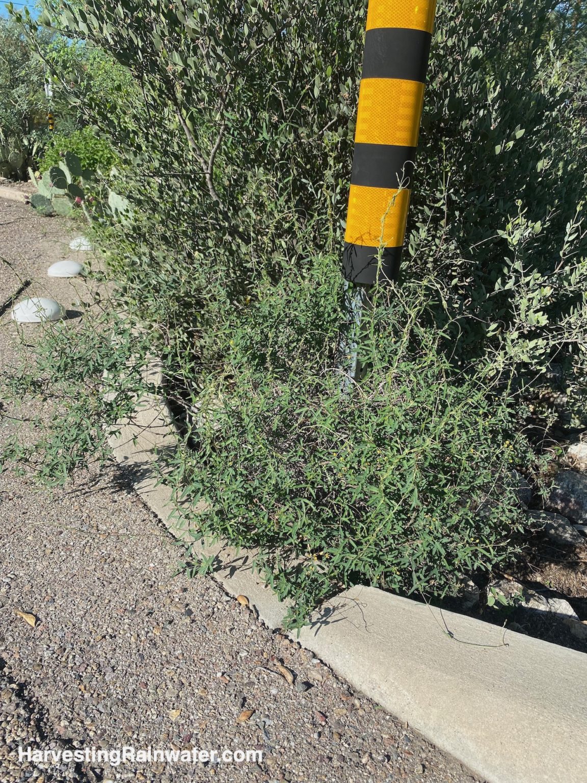 Drought-deciduous plants before and after the rain - Rainwater ...