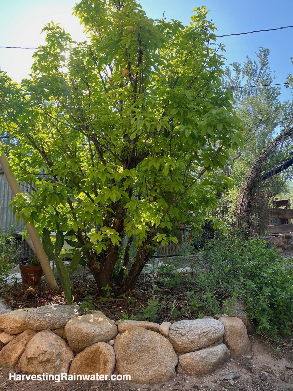 Drought-deciduous plants before and after the rain - Rainwater ...