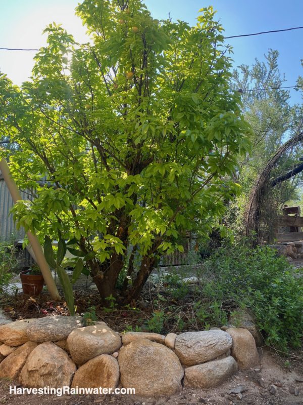 Drought-deciduous plants before and after the rain - Rainwater ...
