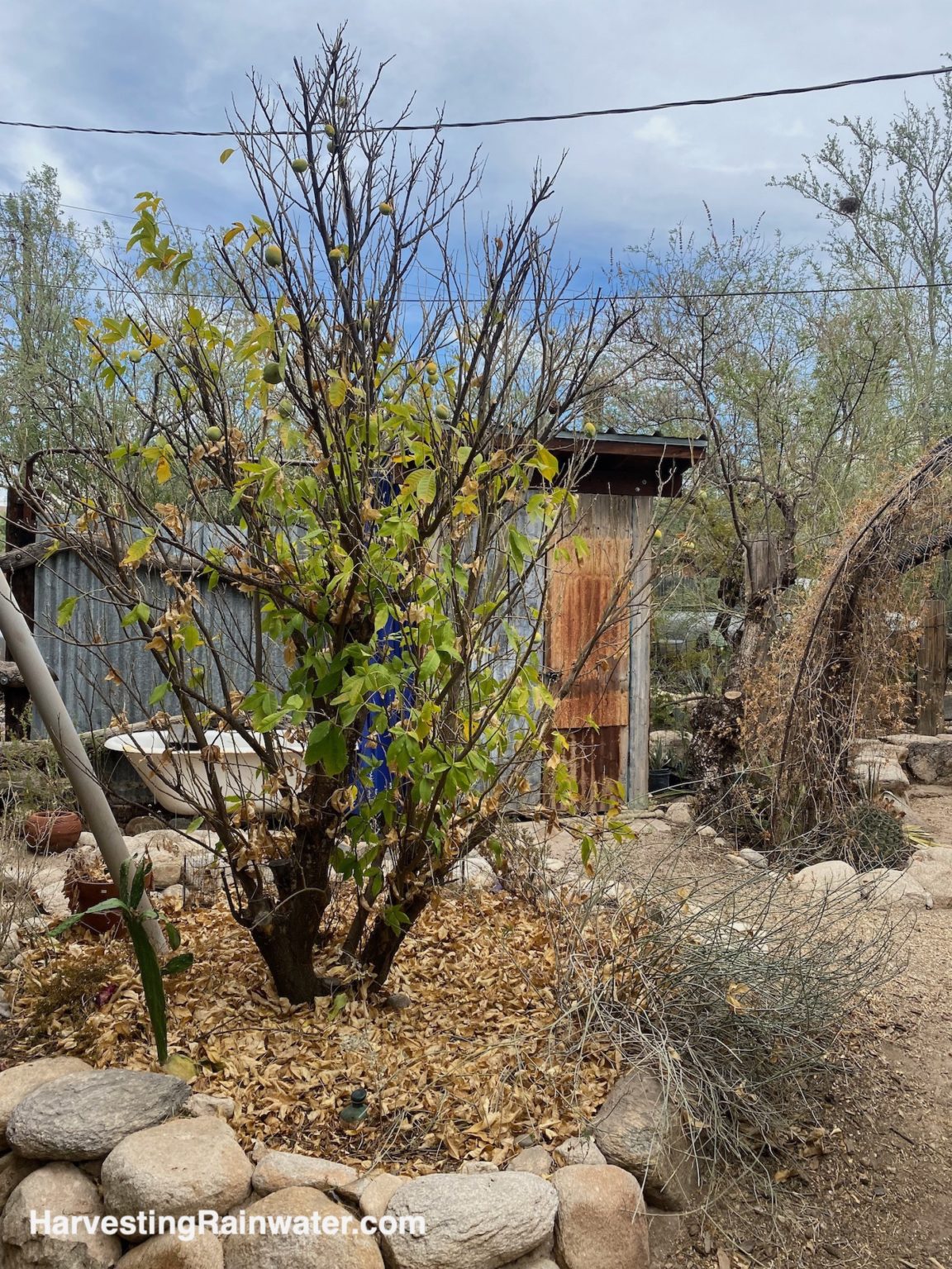 Drought-deciduous plants before and after the rain - Rainwater ...