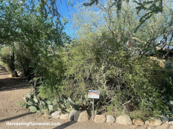 Drought-deciduous plants before and after the rain - Rainwater ...