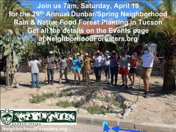 Community planting of new street-side, water-harvesting basins in the ...