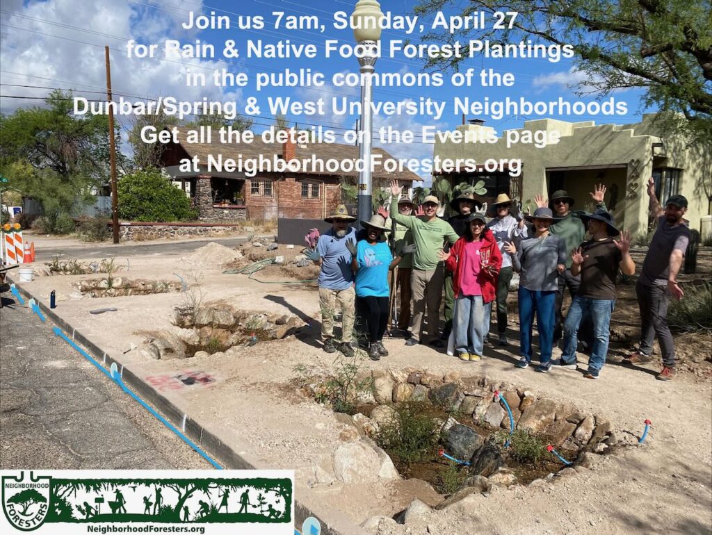 Community planting of new street-side, water-harvesting basins in the ...